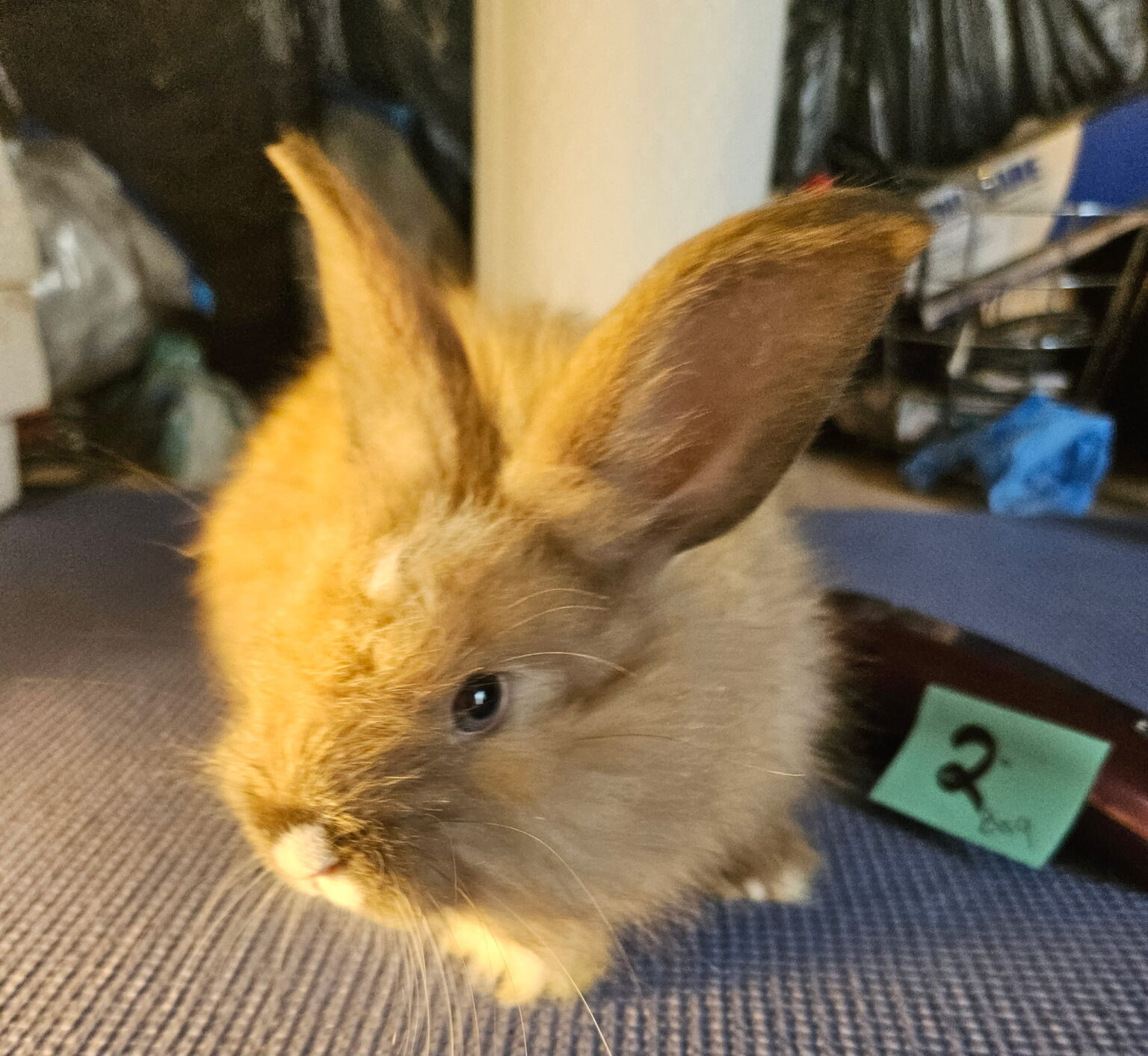 German Angora Rabbits Females - Rowdy Ranch TX